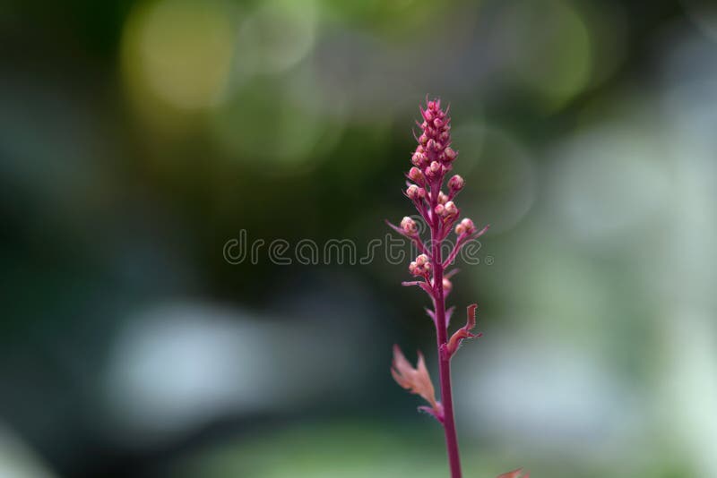 Close up of safflower root stock image. Image of safflower - 230883251