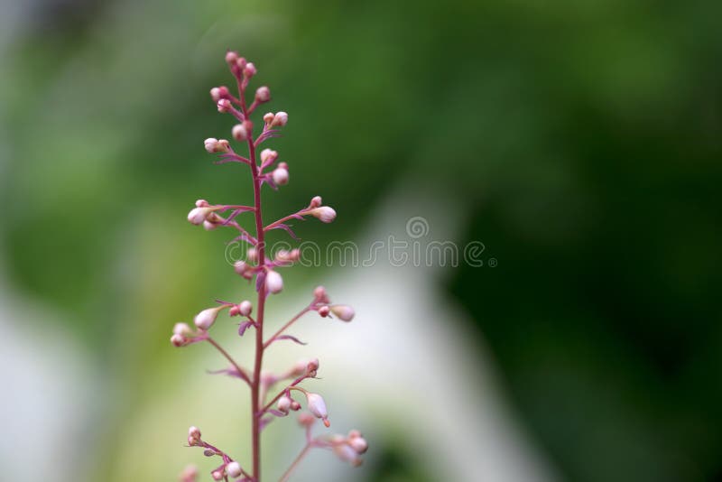 Close up of safflower root stock photo. Image of close - 230883168