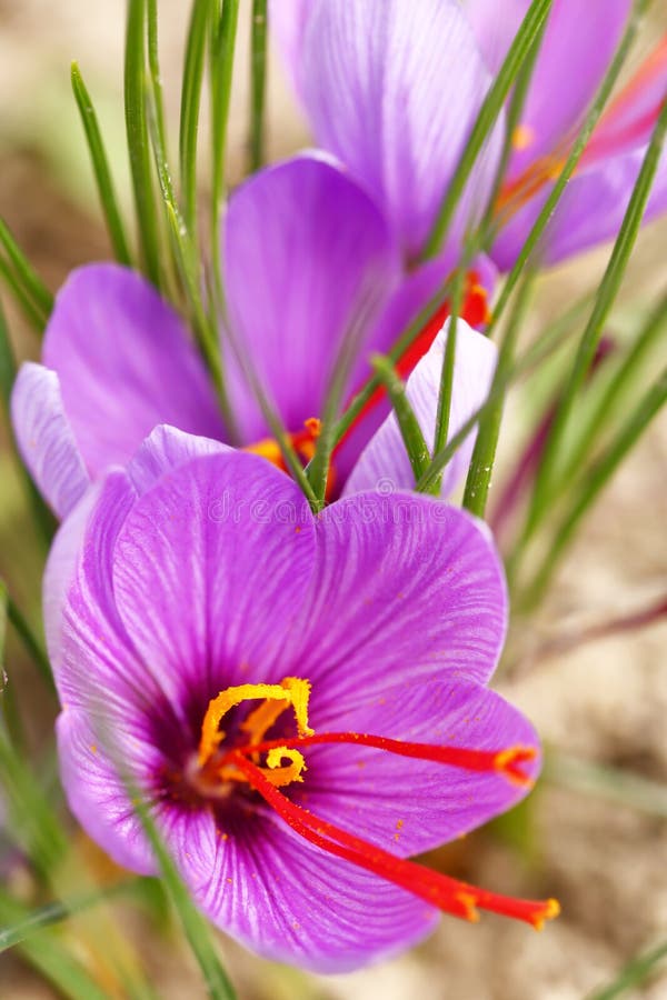 Close Up of Saffron Flowers Stock Image - Image of nature, field: 46313773