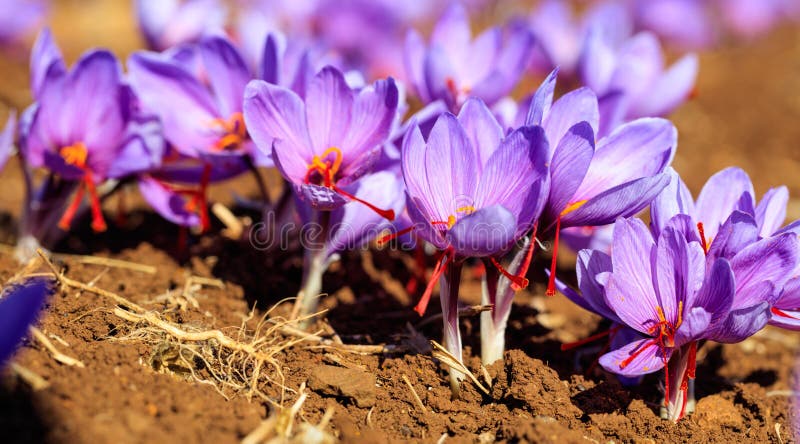 Close Up of Saffron Flowers in a Field at Autumn Stock Image - Image of ...