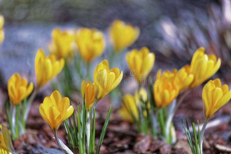 Close-up of Saffron Flowers. Macro Greenery Background with Yellow ...