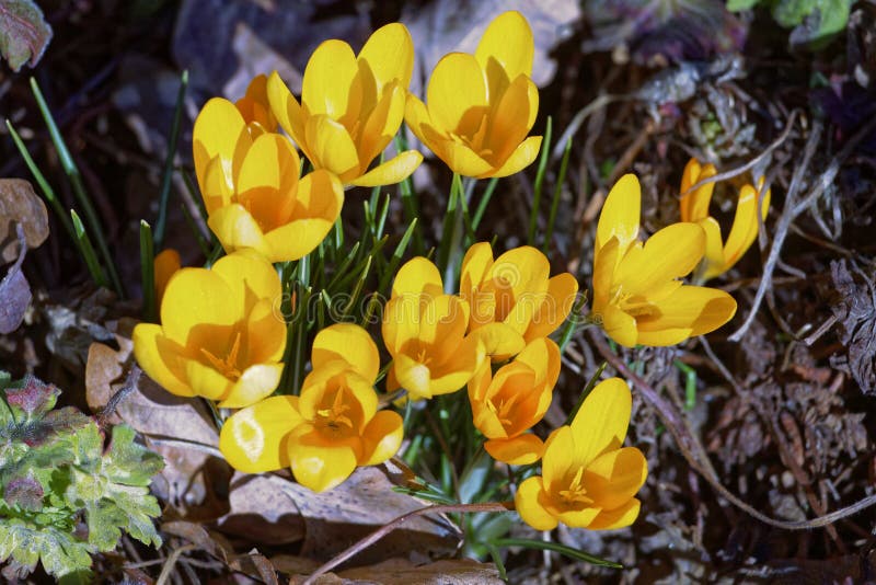 Close-up of Saffron Flowers. Macro Greenery Background with Yellow ...