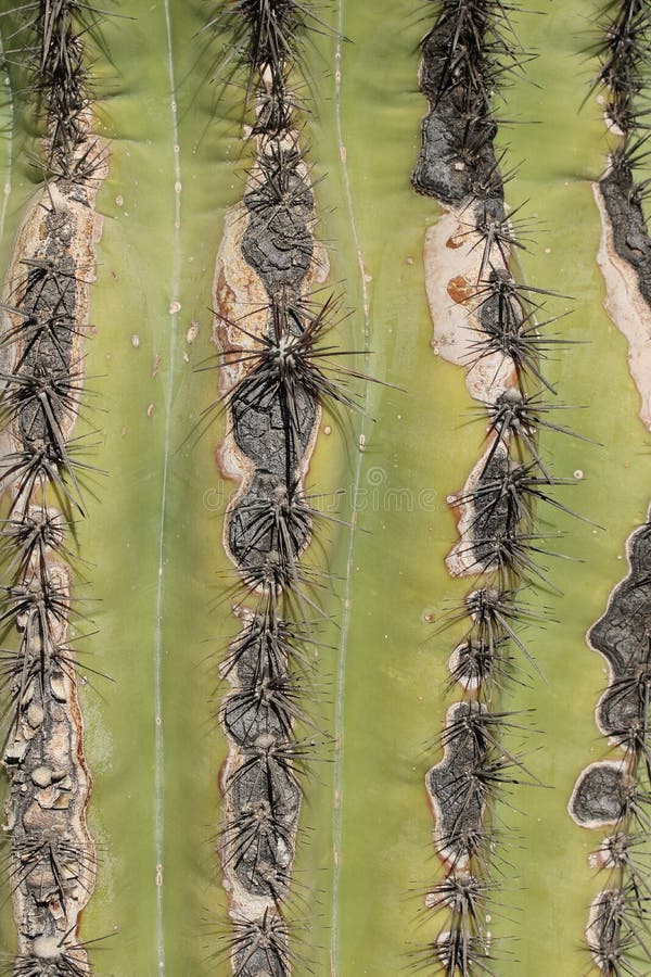 Close Up of Saguaro Cactus Trunk Stock Photo - Image of saguaro, spiky ...
