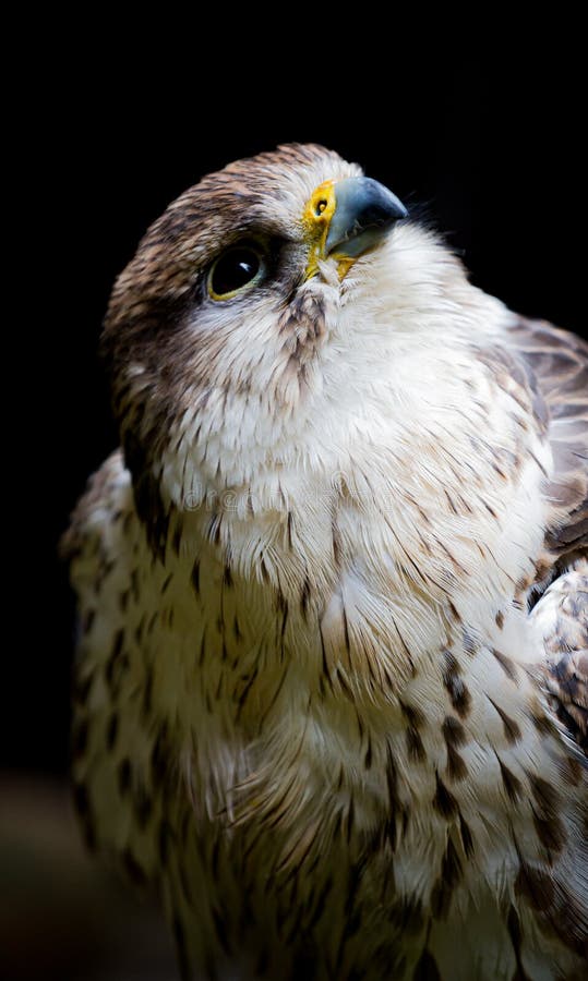 Close Up of Sakar Falcon Facing Right Stock Image - Image of right ...