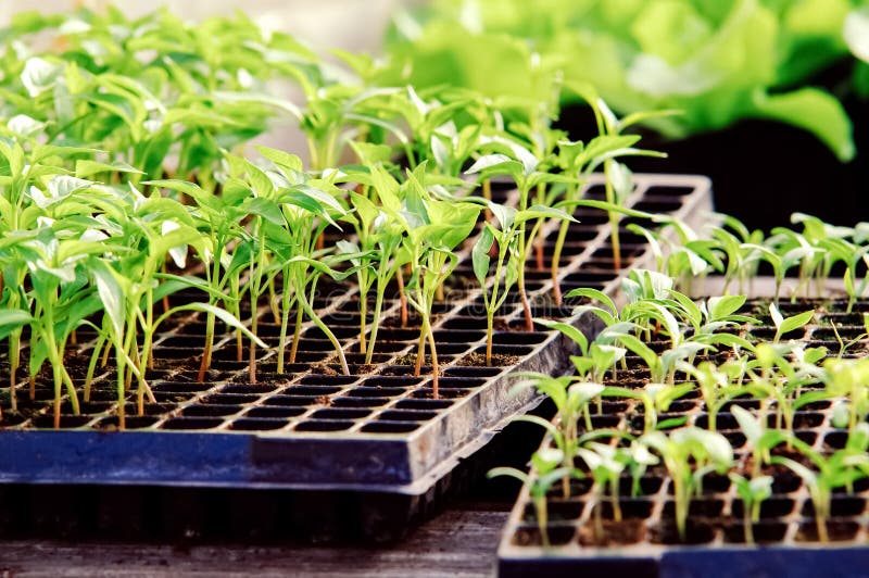 Close Up of Salad Crop Placed in Boxes Stock Image - Image of crop ...
