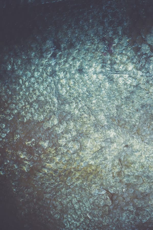 Fish Scales Macro stock photo. Image of texture, abstract - 101294722