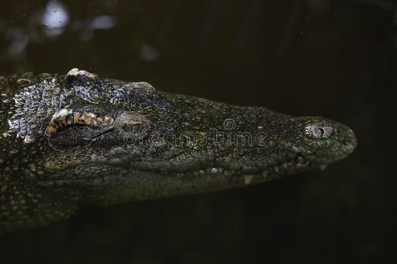 Close Up Salt Crocodile is Show Head in River Stock Photo - Image of ...