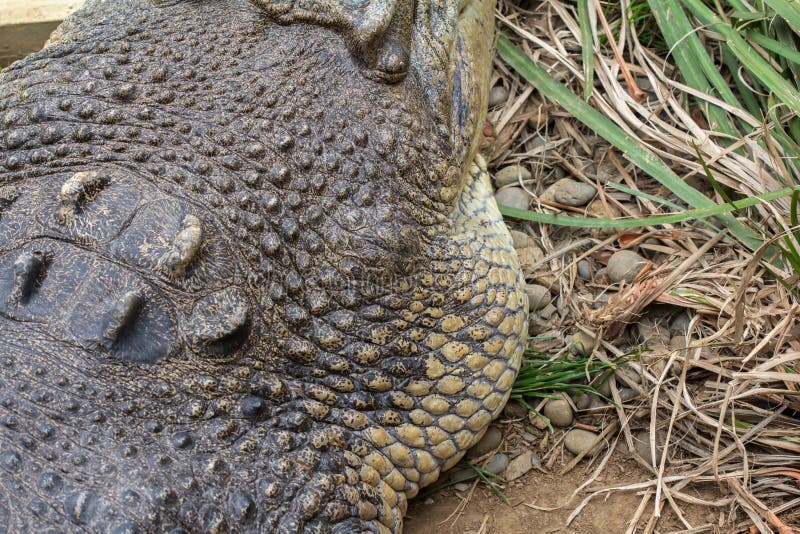 Saltwater Crocodile Head Close-up - Shallow Dof Stock Image - Image of ...