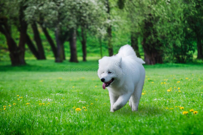 Samoyed dog running stock photo. Image of grass, excited - 8428228