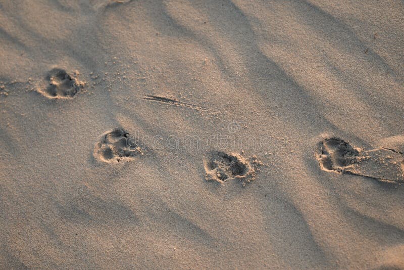 Close-up on the Sand on the Beach Traces of the Dog S Paws. Copy Space ...
