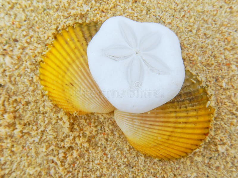 Sand dollar in clear water stock image. Image of tropical - 84179857