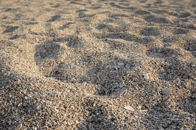 Close-up of Sand and Pebbles on Beach. Stock Photo - Image of nature ...