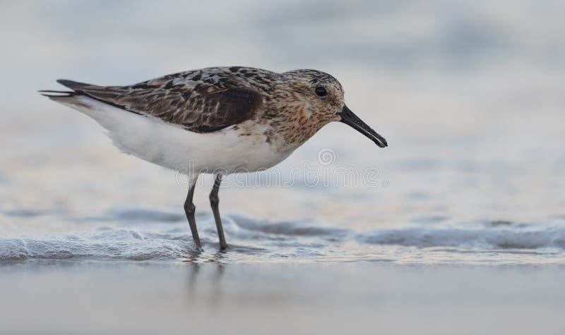 Sanderling on the beach stock photo. Image of beak, eyes - 124076136