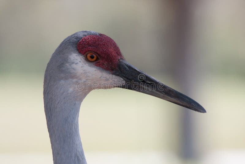 Close Up of Sandhill Crane Head and Beak Stock Image - Image of honks ...