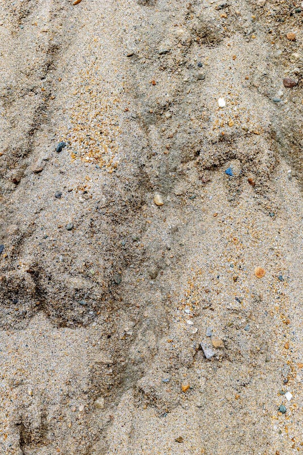Sandy Beach Surface with Pebbles and Texture Stock Photo - Image of ...