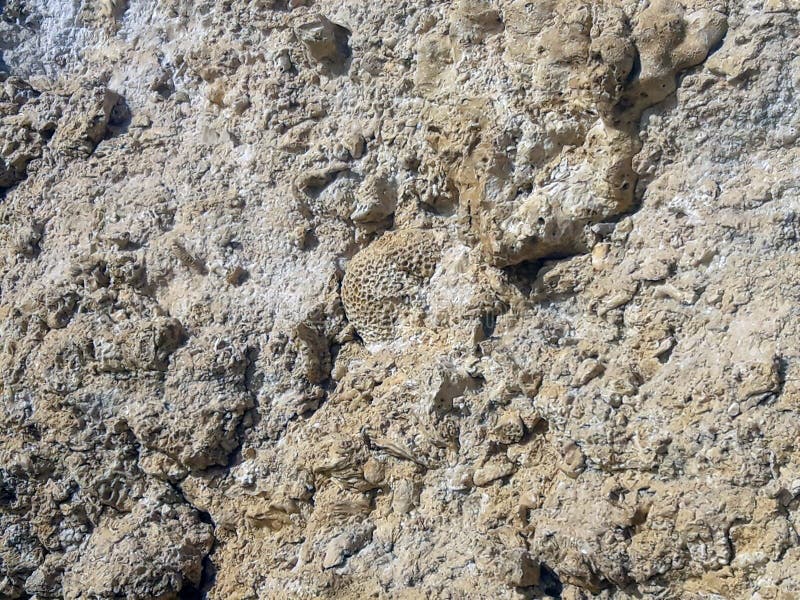 Close Up of Sandy Cliff with Embedded Coral Fossil and Rough Textured ...