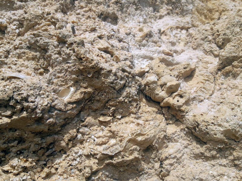 Close Up of Sandy Rock Surface with Small Fossils and Textured Patterns ...