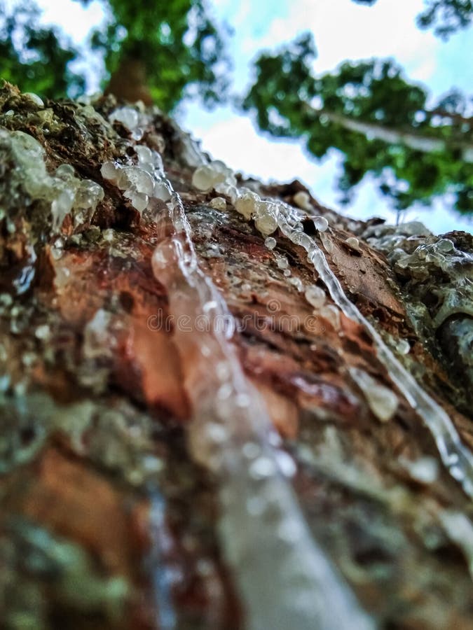 Close Up of the Sap from the Agathis Dammara or Damar Tree Stock Image ...