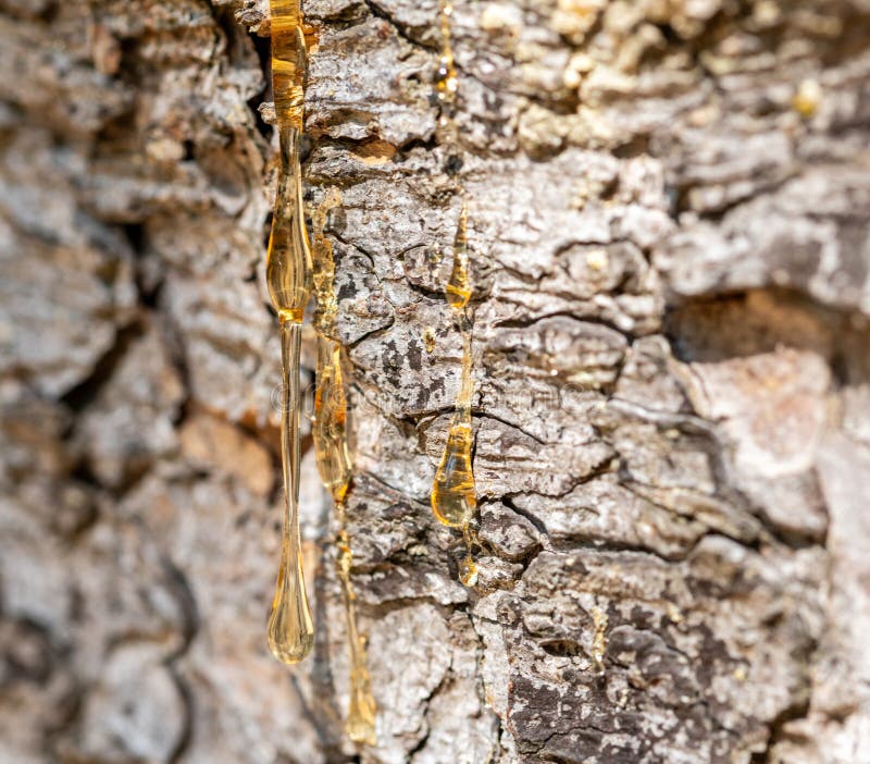 Close Up of Sap Drippings on Tree Bark Stock Image - Image of rock ...