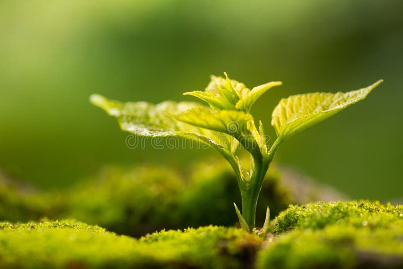 Plant Growing Over Green Environment Stock Image - Image of leaf ...