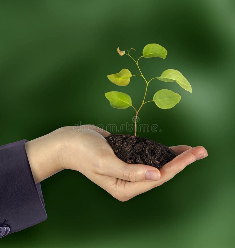 Sapling in hand stock photo. Image of flora, hand, female - 113047040