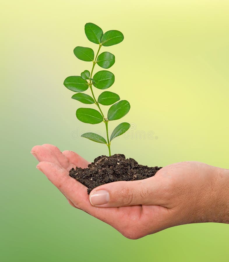Sapling in hand stock image. Image of conservation, planting - 233394461