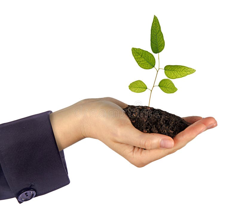 Sapling in hand stock image. Image of credit, environment - 235917447