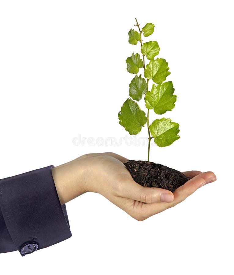 Sapling in hand stock photo. Image of ecosavy, growing - 237567886