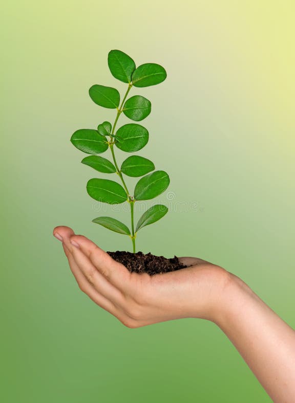 Sapling in hand stock image. Image of biology, flora - 243656949