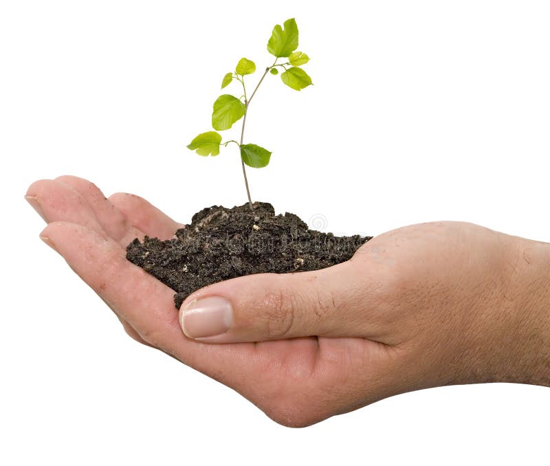 Sapling in hands stock photo. Image of gift, isolated - 217276134