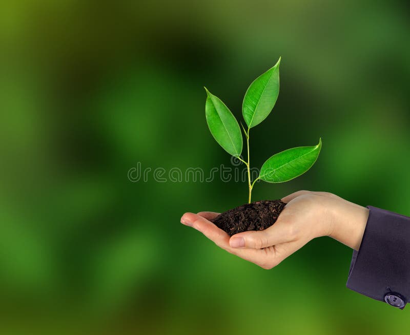 Oak sapling in hands. stock image. Image of beautiful - 36678405