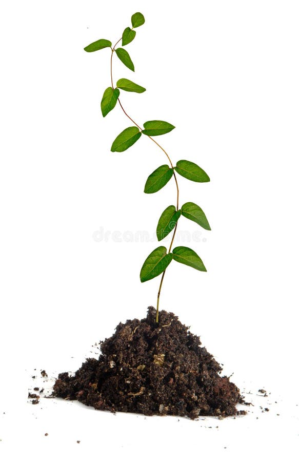 Sapling Isolated on White Background Stock Photo - Image of isolated ...
