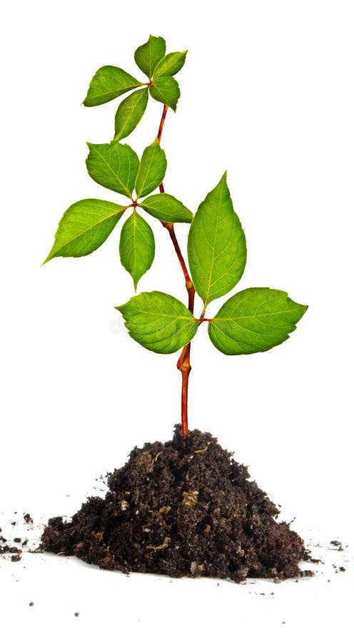 Sapling Oak, Isolated on a White Background Stock Photo - Image of ...