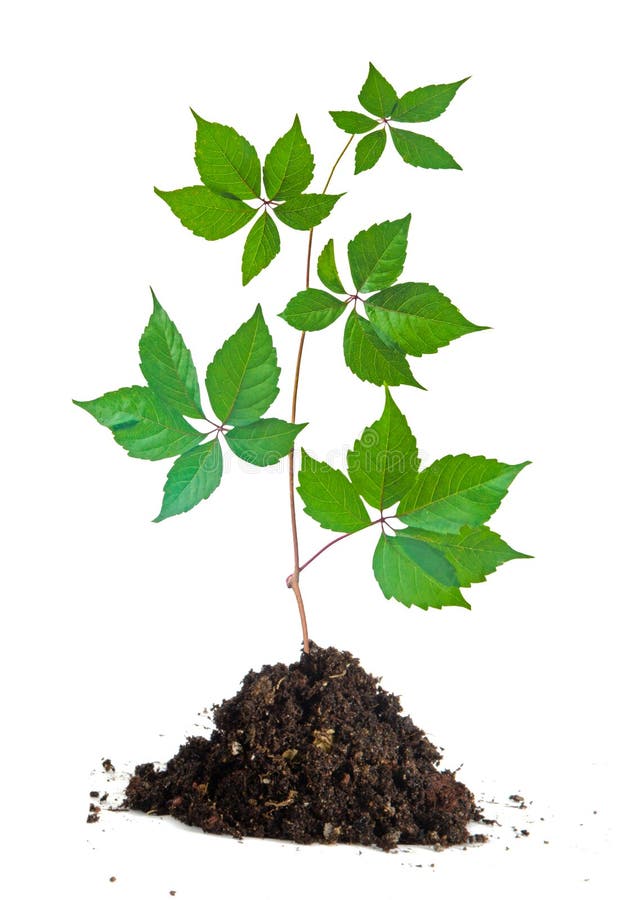 Sapling Isolated on White Background Stock Photo - Image of earth ...