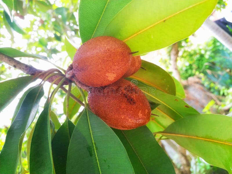 Close Up Sapodilla Fruit at Tree Stock Image - Image of sapodilla ...