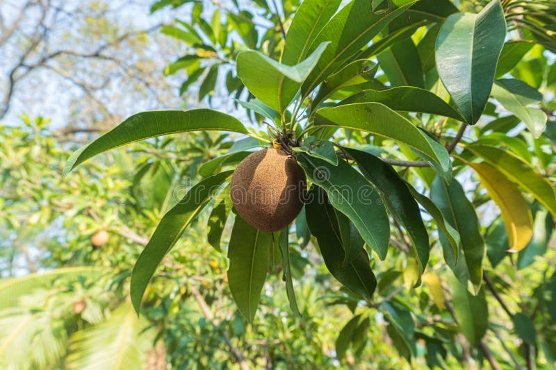 A Close Up of Sapota Fruits Stock Image - Image of leaf, healthy: 304313621
