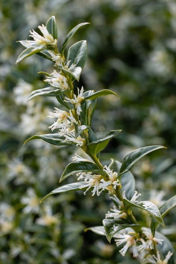 Sarcococca confusa stock photo. Image of flower, stems - 234030986
