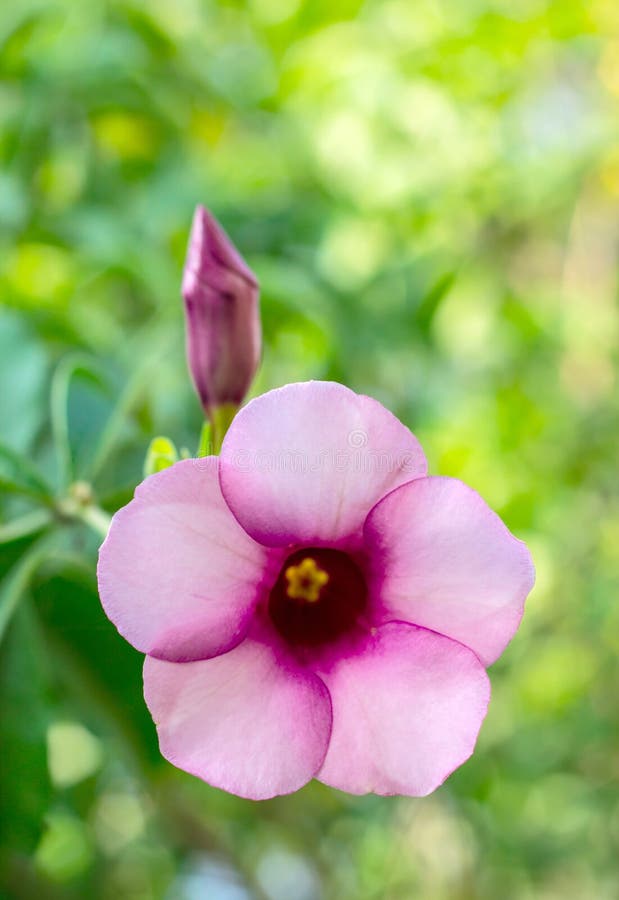 Close Up Saritaea Magnifica Duyand Imagem de Stock - Imagem de floral ...
