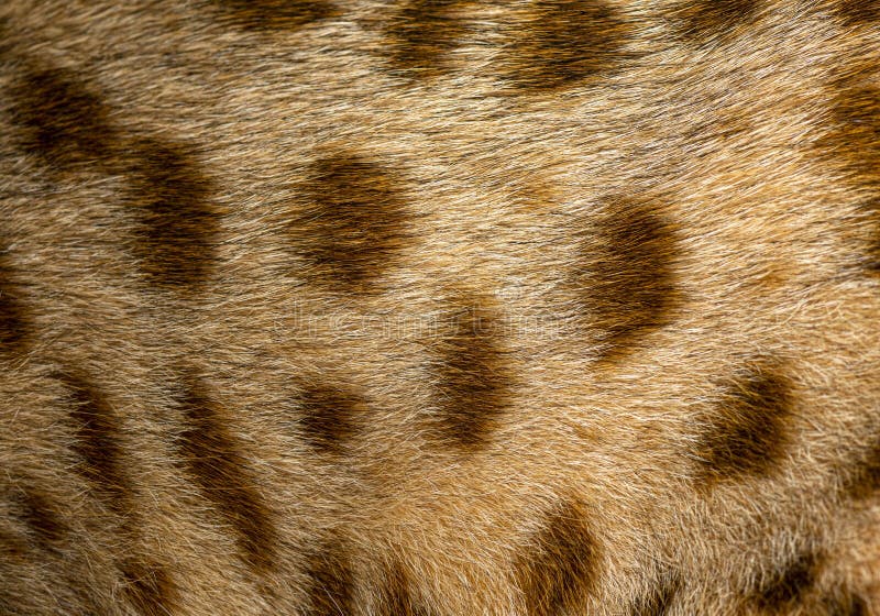 Close-up on Savannah F1 Cat Spotted Fur Stock Photo - Image of details ...