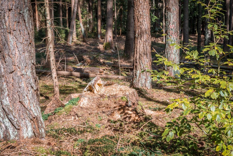 Close Up of Sawed Off Trunk of Pine Tree in Forest with Sawdust on ...