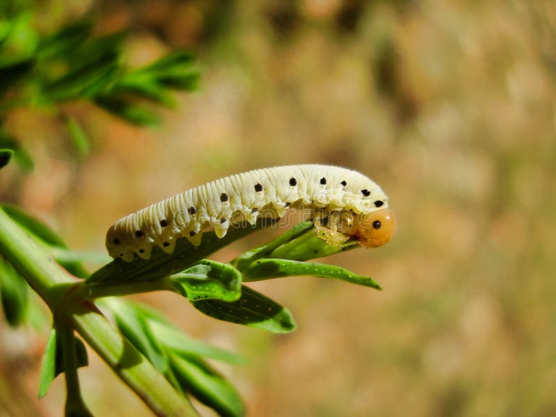 461 Sawfly Larvae Stock Photos - Free & Royalty-Free Stock Photos from ...
