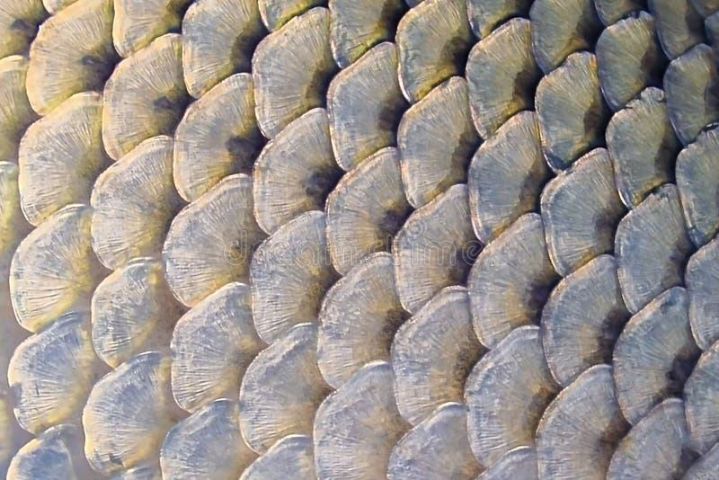 Close-up with the Scales of a Carp Fish Stock Illustration ...