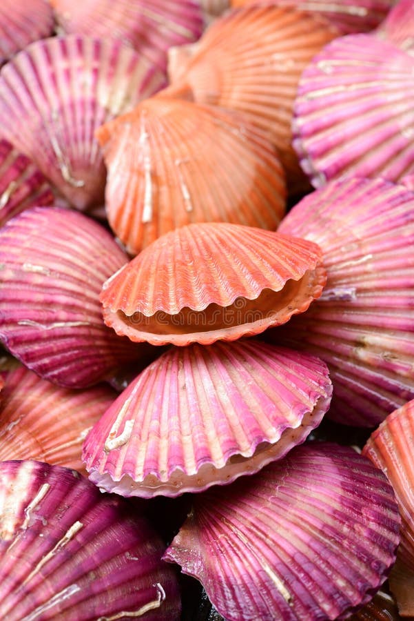 Close up of scallop shell. stock photo. Image of cockle - 43878898