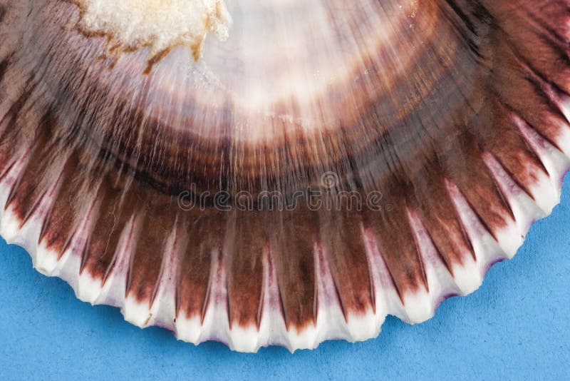 Close up of scallop shell. stock photo. Image of cockle - 43878898
