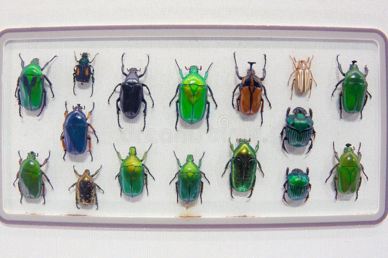 Scarab specimens stock image. Image of specimen, zoological - 297892975