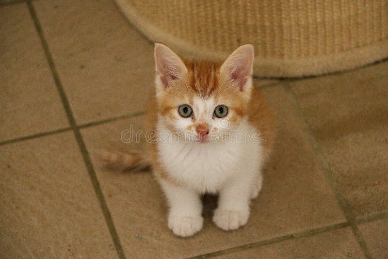 A Close Up of a Scared Little Red White Kitten Stock Photo - Image of ...