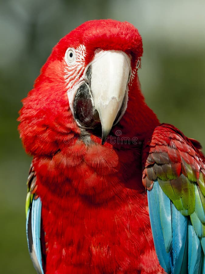 Close Up of a Scarlet Macaw (ara Macao) Stock Image - Image of nature ...