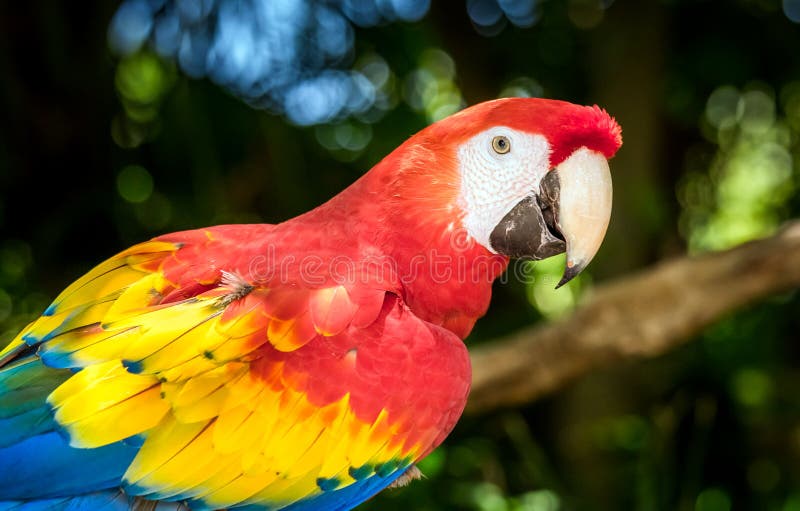 Close Up of Scarlet Macaw Parrot Stock Image - Image of closeup, colors ...
