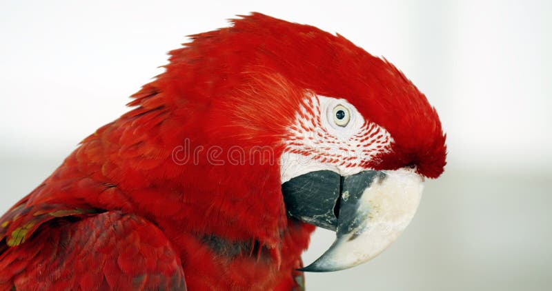 Close Up of Scarlet Macaw Parrot Head. Stock Image - Image of portrait ...