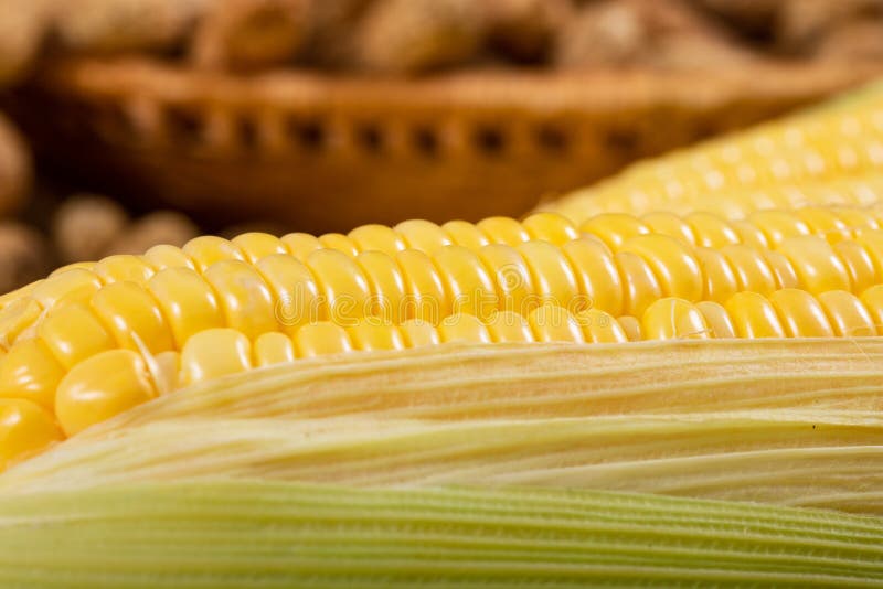 Fresh sweet corn stock image. Image of hasty, golden - 220225905
